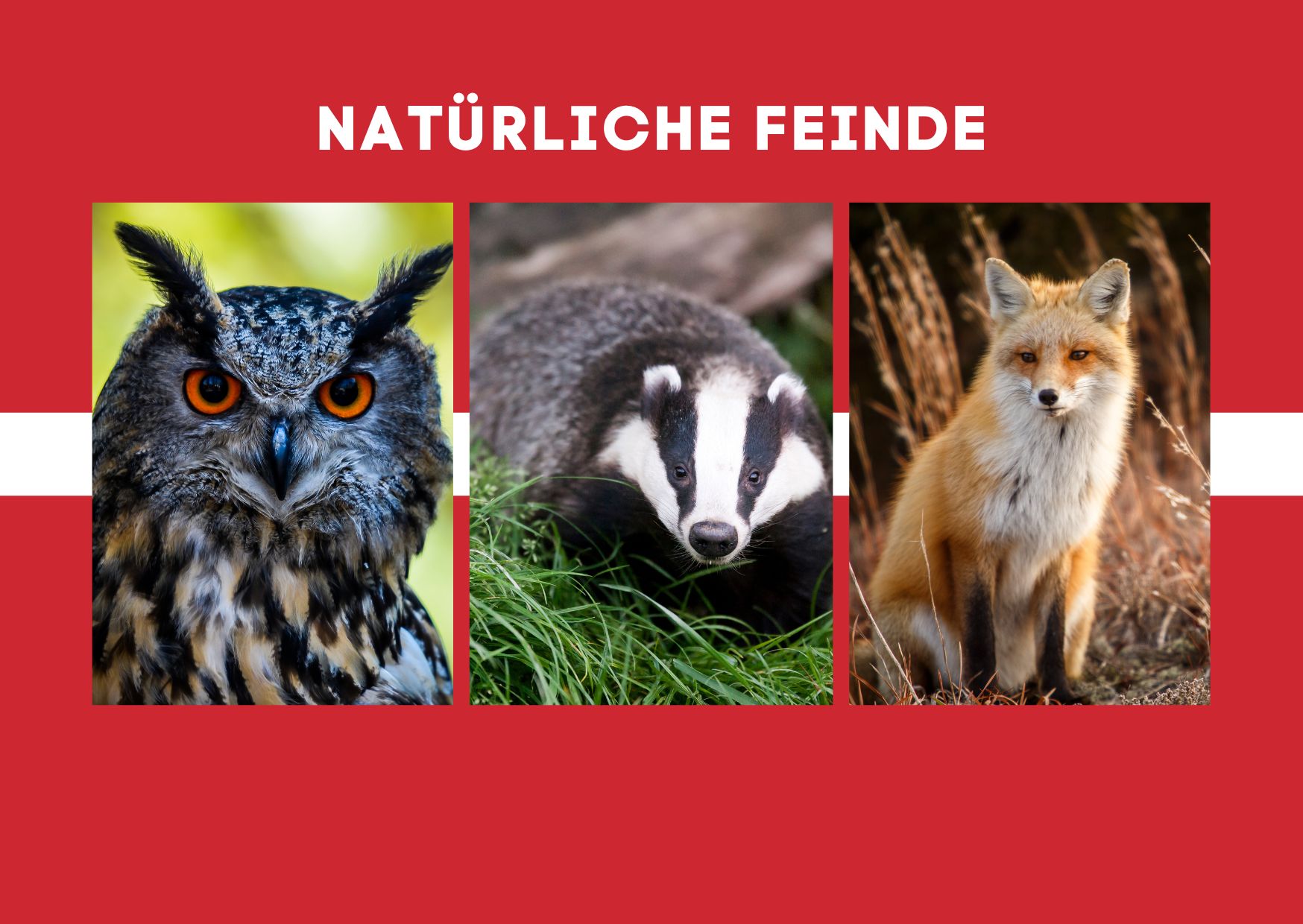 Wilde Igel e.V. - Feinde